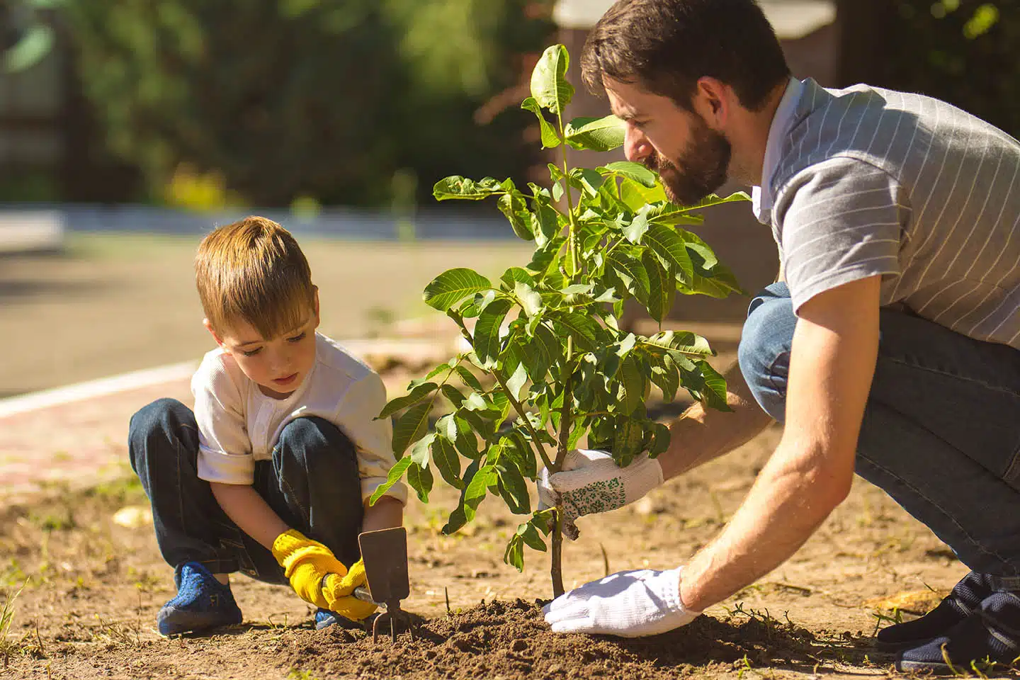 Tree, Shrubs, & Perennials Planting Instructions | Country Gardens Nursery