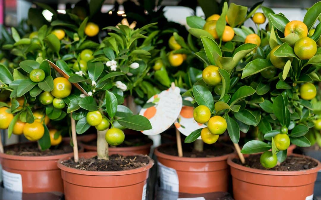 Add A Zest To Your Garden: Key Lime, Calamondin Orange, And Meyer Lemon ...